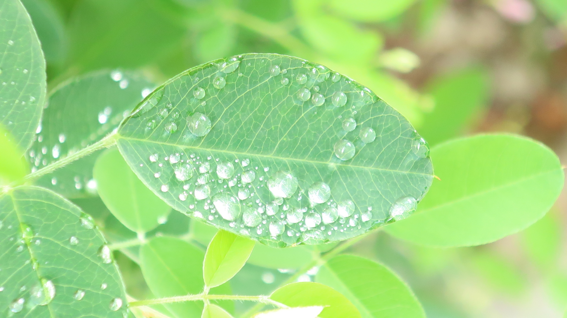 初夏は秋？: Ban'ya