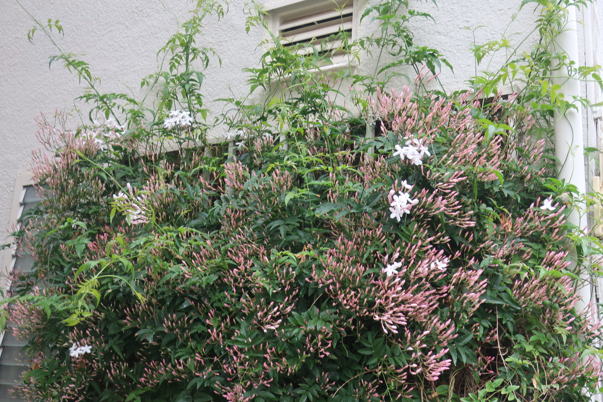 ジャスミンの遅い開花: Ban'ya